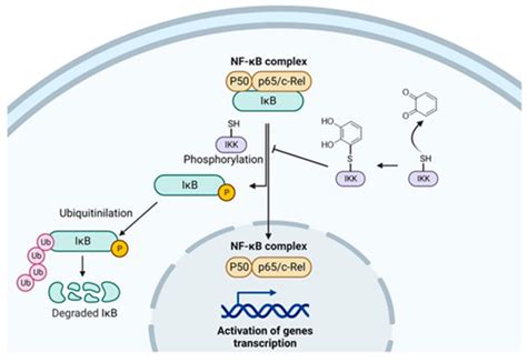 Main Transcriptional Factors And Proteins Involved In The Nrf2 Nf Kb Download Scientific