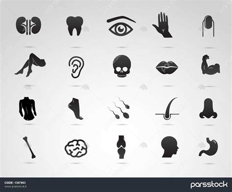 آیکون مجموعه ای از بدن انسان جدا شده بر روی زمینه سفید هنرهای تجسمی 1397983