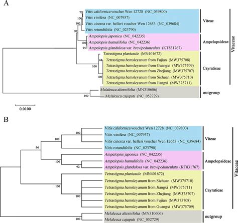 Phylogenetic Relationships Based On The Conserved Chloroplast Protein Download Scientific