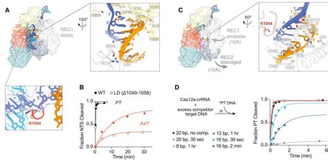 文献解读Cas a结构域的灵活性指导R loop的形成并强制RuvC复位 基因敲除细胞 点突变 文库筛选 CRISPR检测 艾迪基因官网
