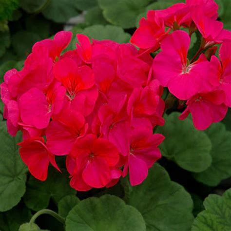 Geranium Varieties