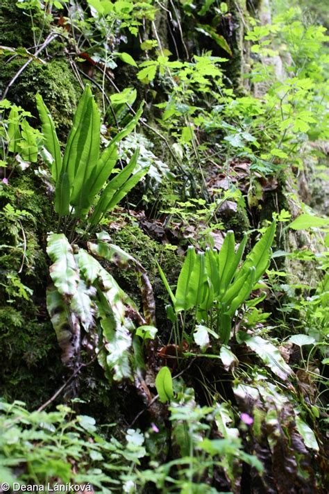 Asplenium Scolopendrium • Floravegeu