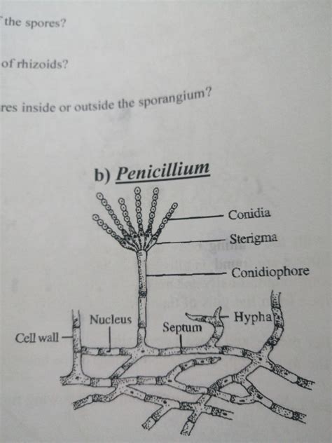 Penicillium Labeled Diagrams