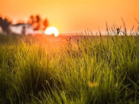 Sun Set Grass Images Free Download On Freepik