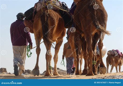 Camel Caravan With Men Hiking Through The Western Desert In Egypt N