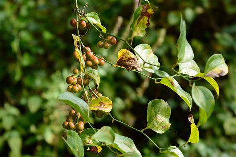 Smilax excelsa - Изображение особи - Плантариум