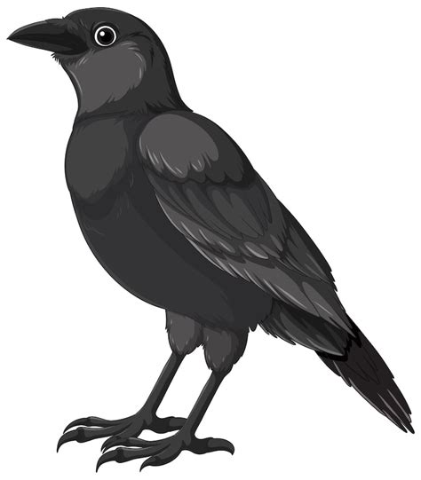 Rabe Clipart Bilder Kostenloser Download Auf Freepik