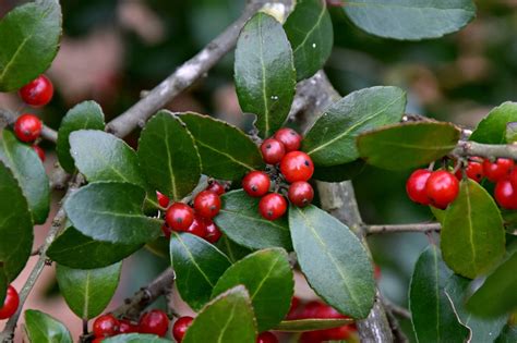 Ilex Vomitoria Tree Ilex Vomitoria Awboz