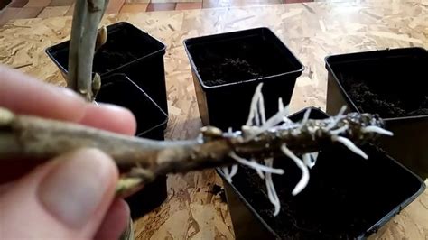 Смородина Черенкование зимой Огород с помидорами Съедобные растения Овощные грядки