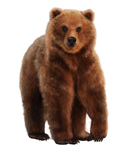 Картинки медведь для детей распечатать цветные