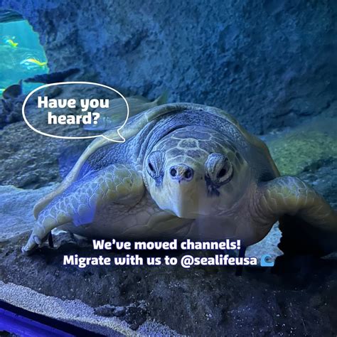 Sea Turtles Know When To Migrate Discover More Now Sea Life Orlando