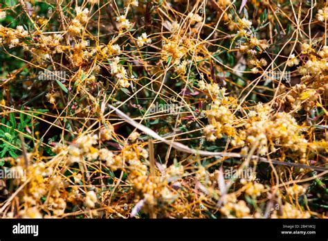 Dodder Genus Cuscuta Is The Parasite Wraps The Stems Of Plant Cultures