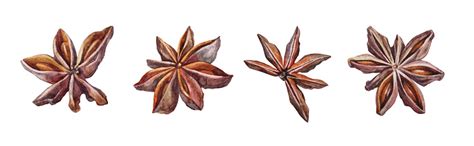 흰색 배경에 격리된 수채화 바디안을 설정합니다 디저트 또는 음료 요리 책 또는 주방 장식을위한 손으로 그린 조미료 아니스 아로마