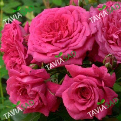 Вьющиеся розы. Плетистые розы. Купить розу Лагуна Киев опт розница