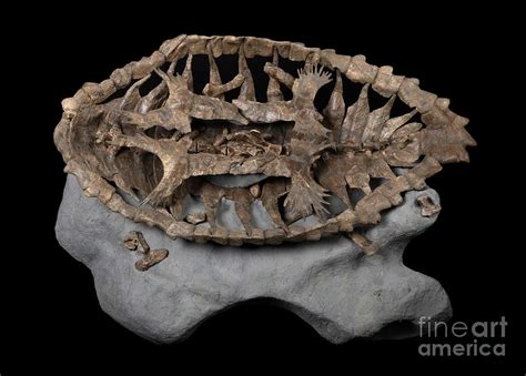 Turtle Fossil Shell Photograph By Pascal Goetgheluck Science Photo Library Fine Art America