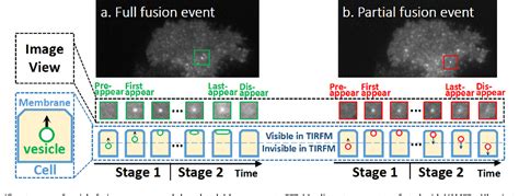 Figure 1 From Hierarchical Convolutional Neural Network For Vesicle Fusion Event Lassification
