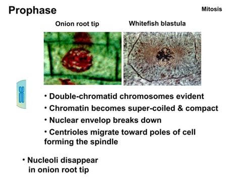 Cell Division Ppt Of Class 11 And 12 For Ppt Ppt