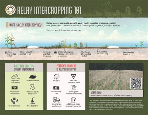 Relay Intercropping — Iowa Learning Farms