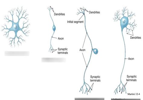 Bipolar Neuron Labeled