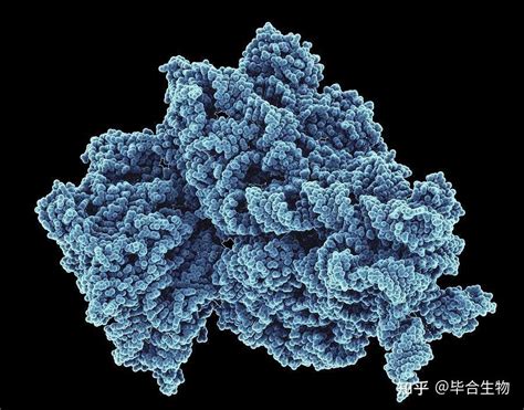 【科普】关于核糖体的介绍 知乎