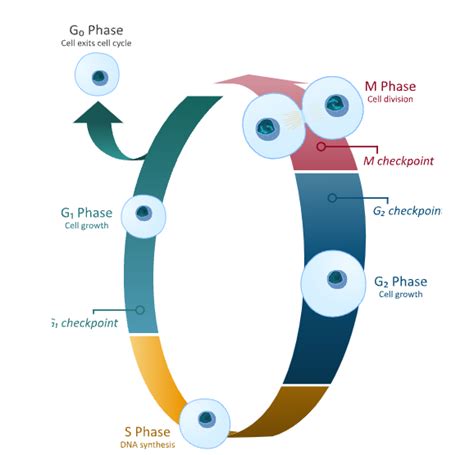 Cell Cycle Definition Phases Checkpoints Regulation Biology Notes Online