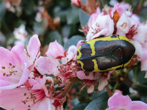 Beetle Black Yellow Free Photo On Pixabay Pixabay