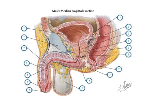Male Median Section Diagram Quizlet