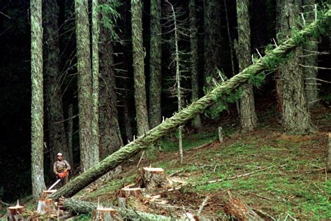Us Launches 200 Million Plan To Boost Logging In National Forests The Epoch Times