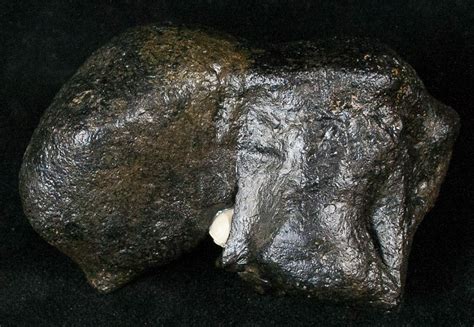 2 7 Fossil Manatee Ear Bone Florida 16176 For Sale