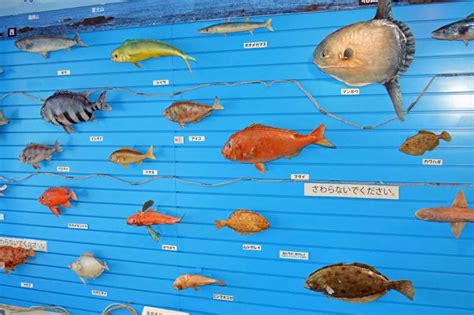 天神島臨海自然教育園のハマユウ 佐島マリーナ前