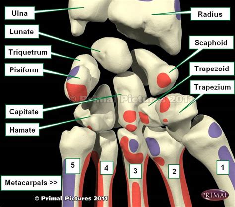 Scaphoid