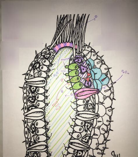 Porifera Vocab Diagram Quizlet