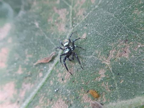 나뭇잎에 거미의 클로즈업 사진 Unsplash의 무료 무해한 거미 이미지