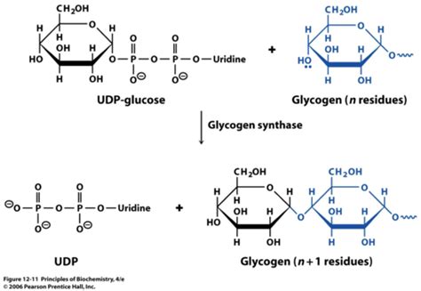 Uridine Diphosphate Glucose Wikipedia