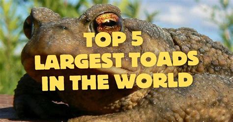 Top 5 Largest Toads In The World Biggest Toad Species