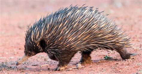 Equidna El Mamífero Que Pone Huevos Y Hace Burbujas Para Refrescarse