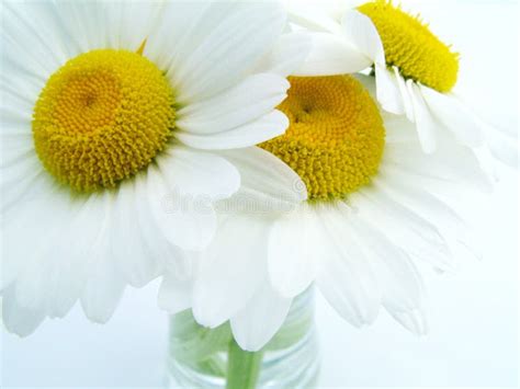 Shasta Daisy Stock Image Image Of Soft Macro Yellow 112359