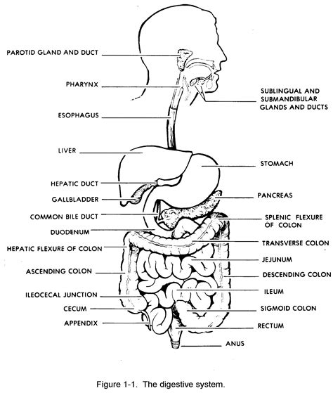 Sketch Of Human Digestive System At Explore