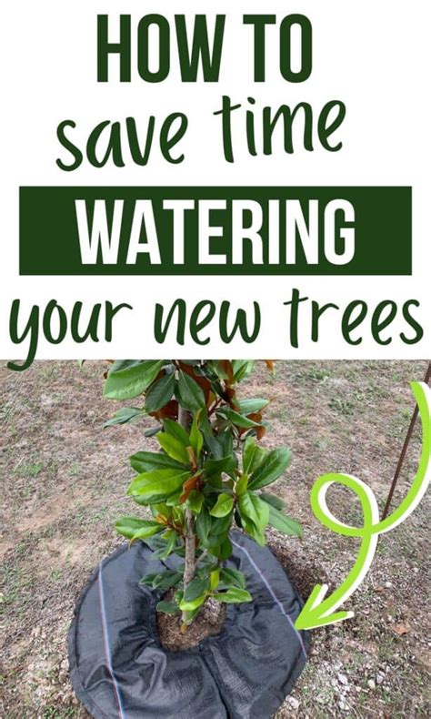 Smart Spring Tree Watering Bag Review Mom With Plants