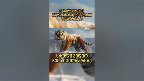 6 უძლიერესი ვეფხვის გადაშენებული ჯიში ვეფხვი საქართველოში Youtube