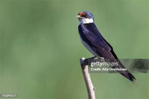 Swallow Throat Photos And Premium High Res Pictures Getty Images