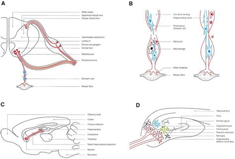 Schematic Illustration Of The Reaction To Axotomy In The Pns And Cns