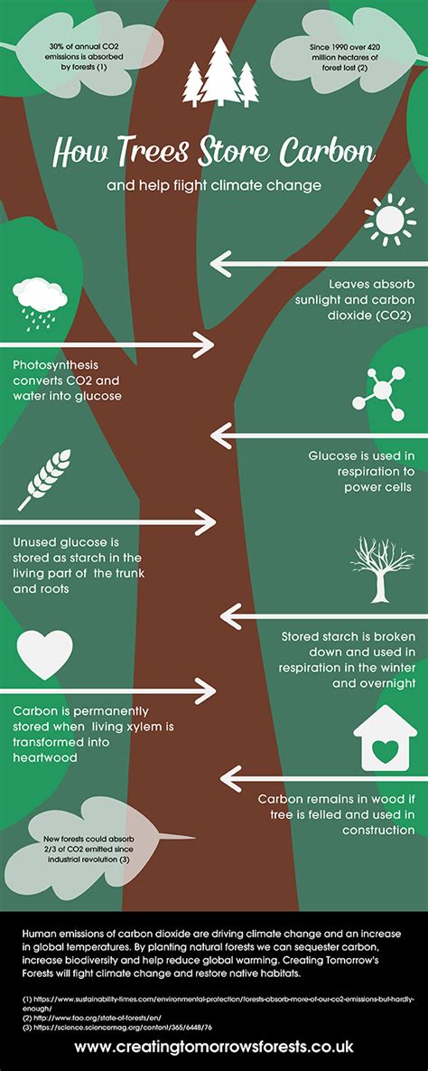 How Do Trees Store Carbon Creating Tomorrow S Forests Restoring Biodiversity By Creating