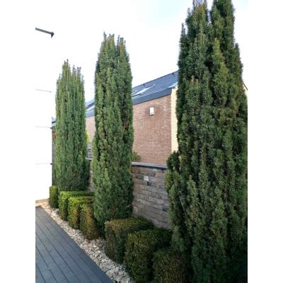 Rastliny - MAX GARDEN - záhradné centrum pre Vašu záhradu