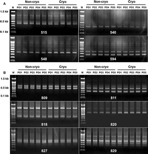Profile Of Pcr Products Obtained From A Rapd And B Issr Analysis Of Download Scientific Diagram