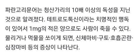 ‘청산가리 10배 맹독 파란고리문어 제주서 또 발견 유머 움짤 이슈 에펨코리아