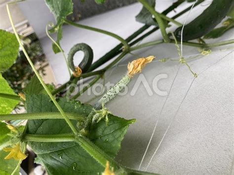 Free Photos Chibi Cucumber