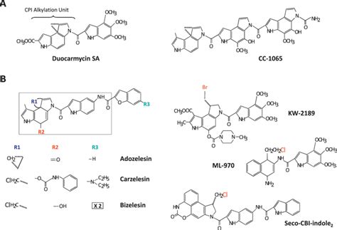 A Chemical Structures Of Cc 1065 And Duocarmycin Sa Containing The Download Scientific