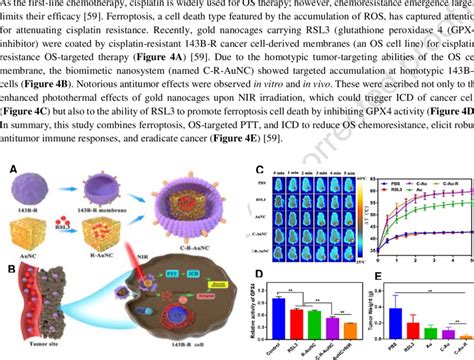 Os Cell Membrane Coated Nanosystem For Attenuating Os Chemoresistance Download Scientific
