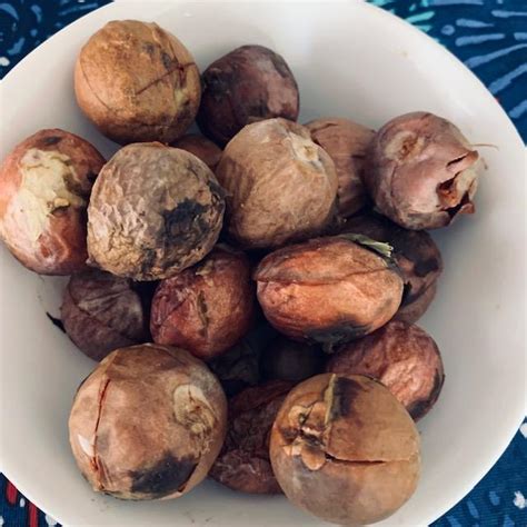 Grow An Avocado Tree From An Avocado Pit